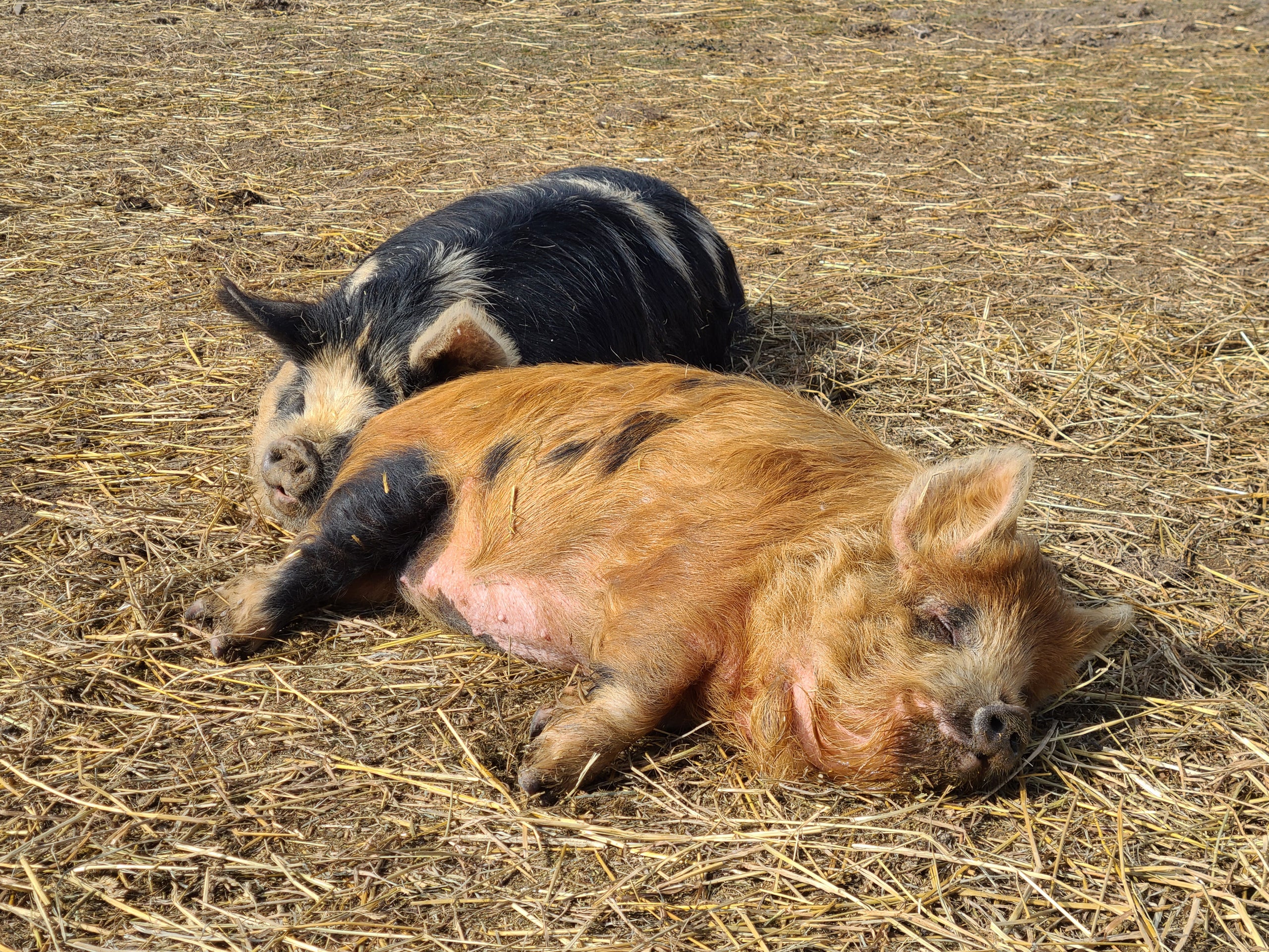 KuneKune Breeding Pair | Lonesome Heritage Farms -Where the Happiest ...