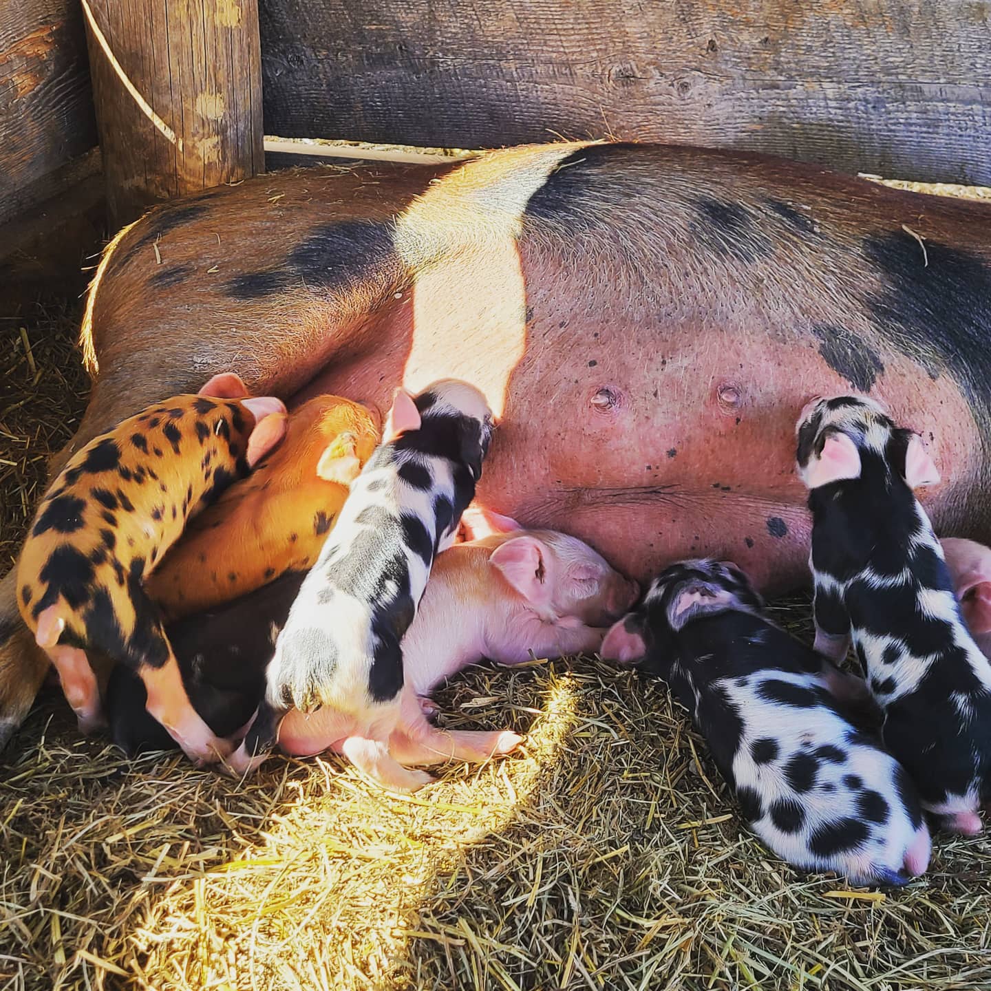 HERITAGE PIGLETS - GILTS | Lonesome Heritage Farms -Where the Happiest ...